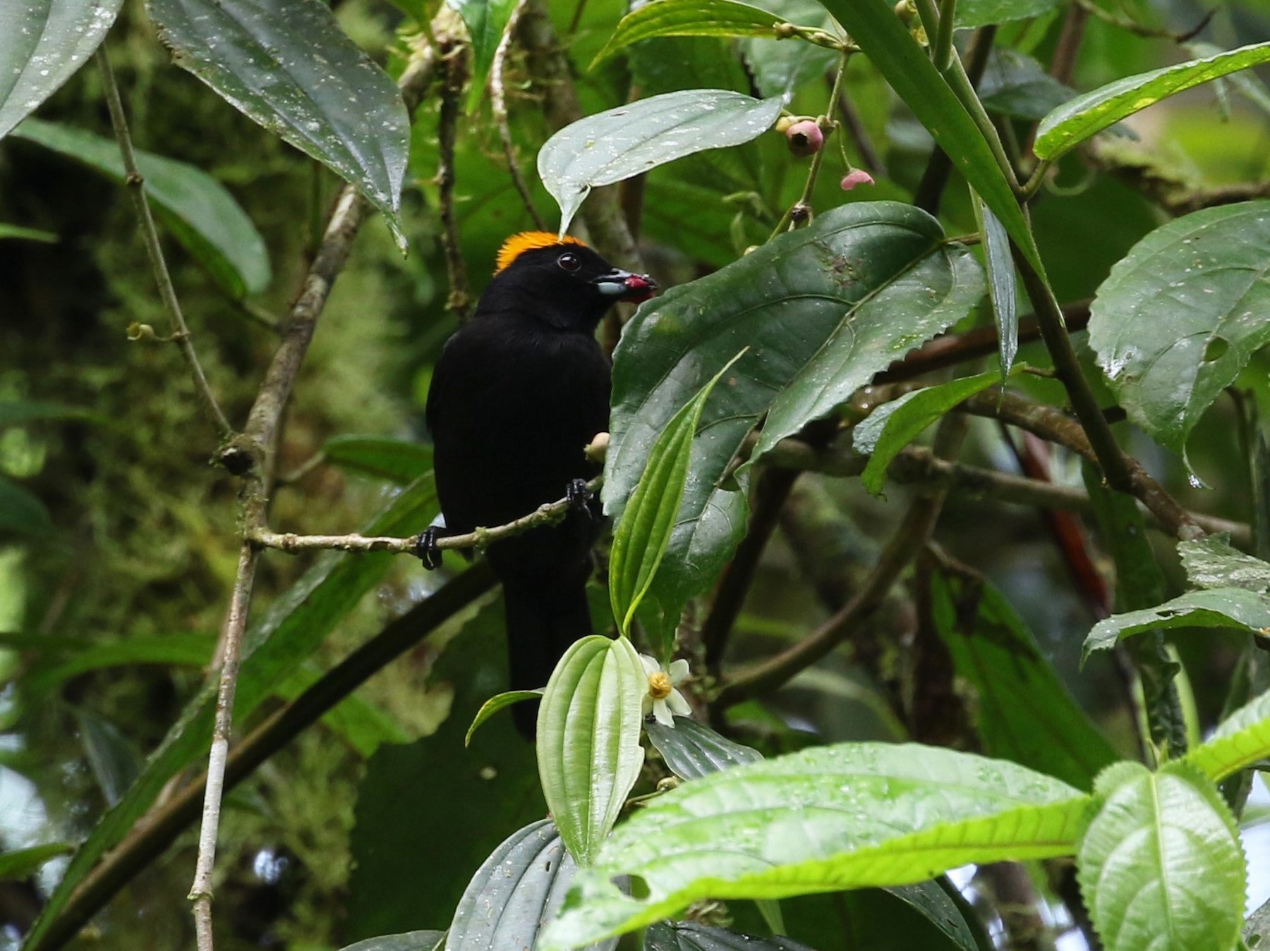 Tawny-crested Tanager - eBird