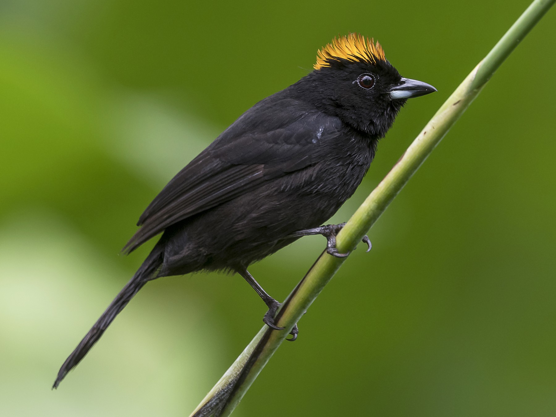 Tawny-crested Tanager - eBird