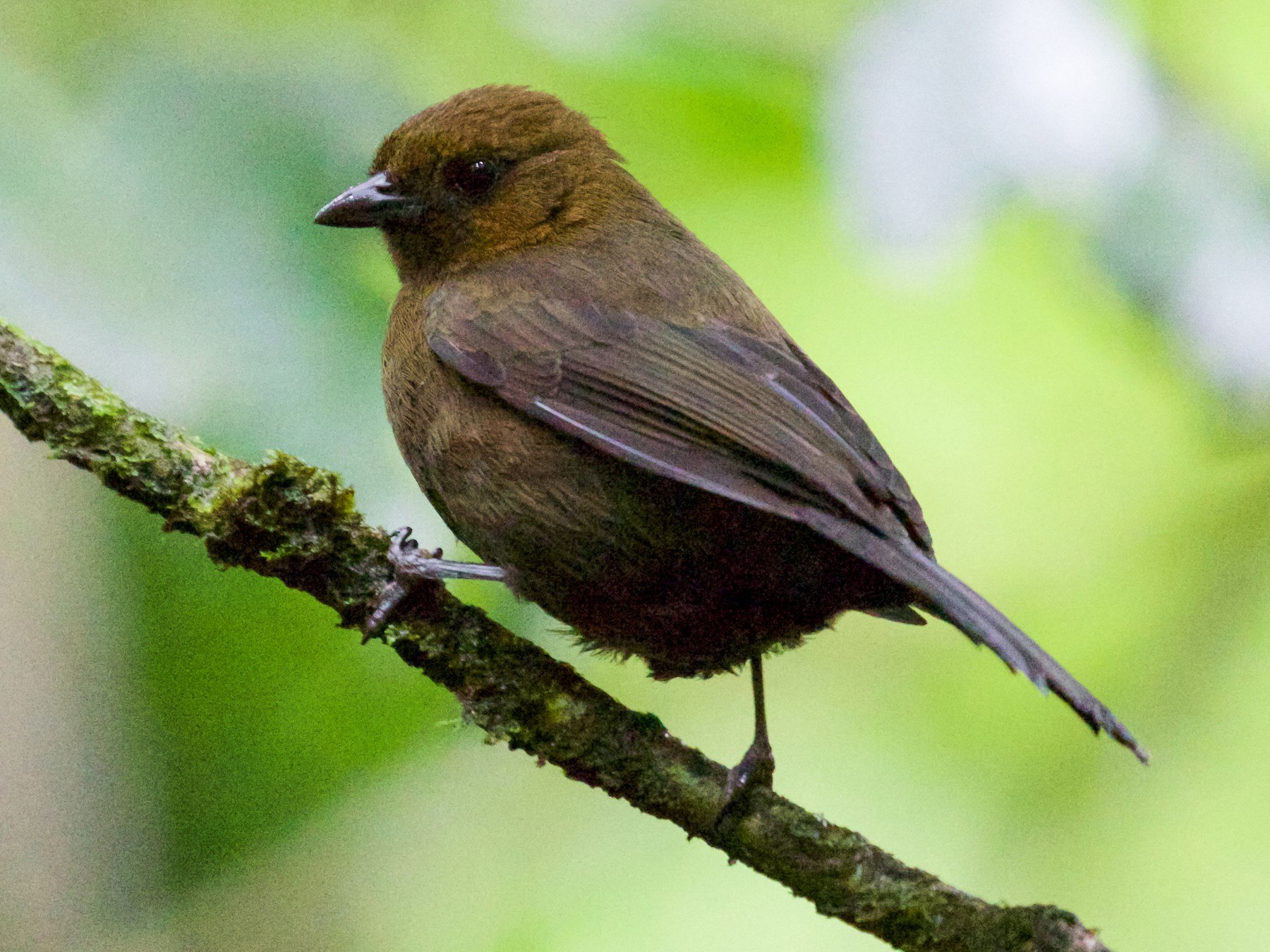 Tawny-crested Tanager - eBird