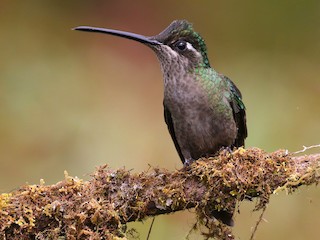 Talamanca Hummingbird - eBird