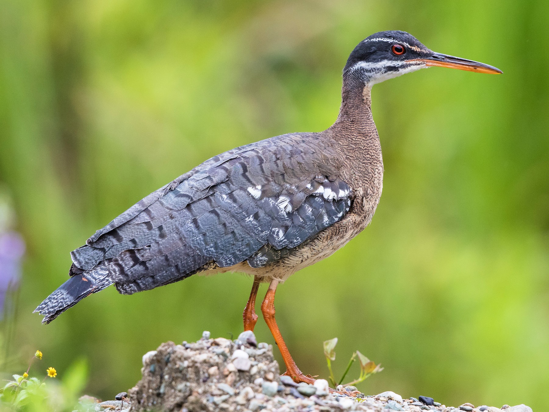 Sunbittern - eBird