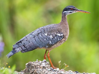Sunbittern - eBird
