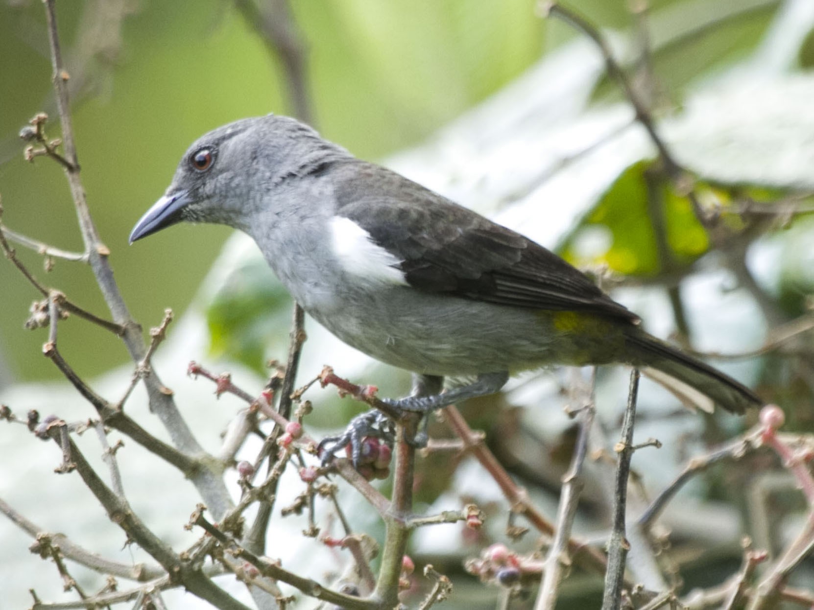 Sulphur-rumped Tanager - eBird