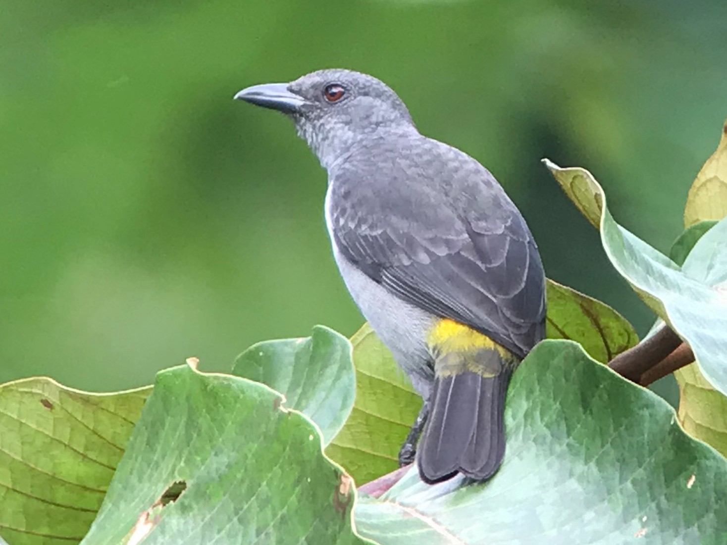 Sulphur-rumped Tanager - eBird