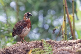 Sichuan Partridge - Arborophila rufipectus - Birds of the World