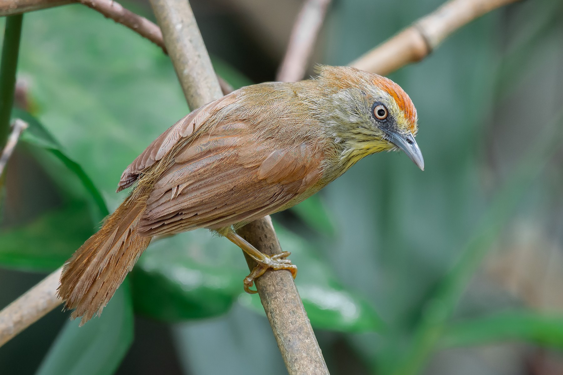ムナフムシクイチメドリ（gularis グループ） - eBird