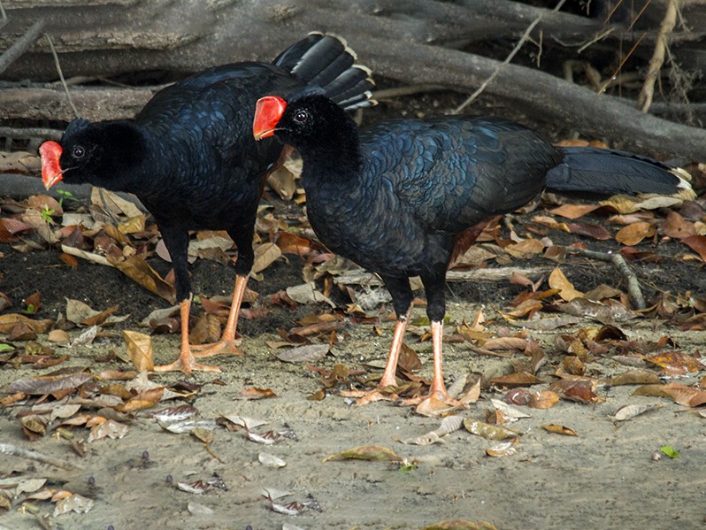 Razor-billed Curassow - eBird