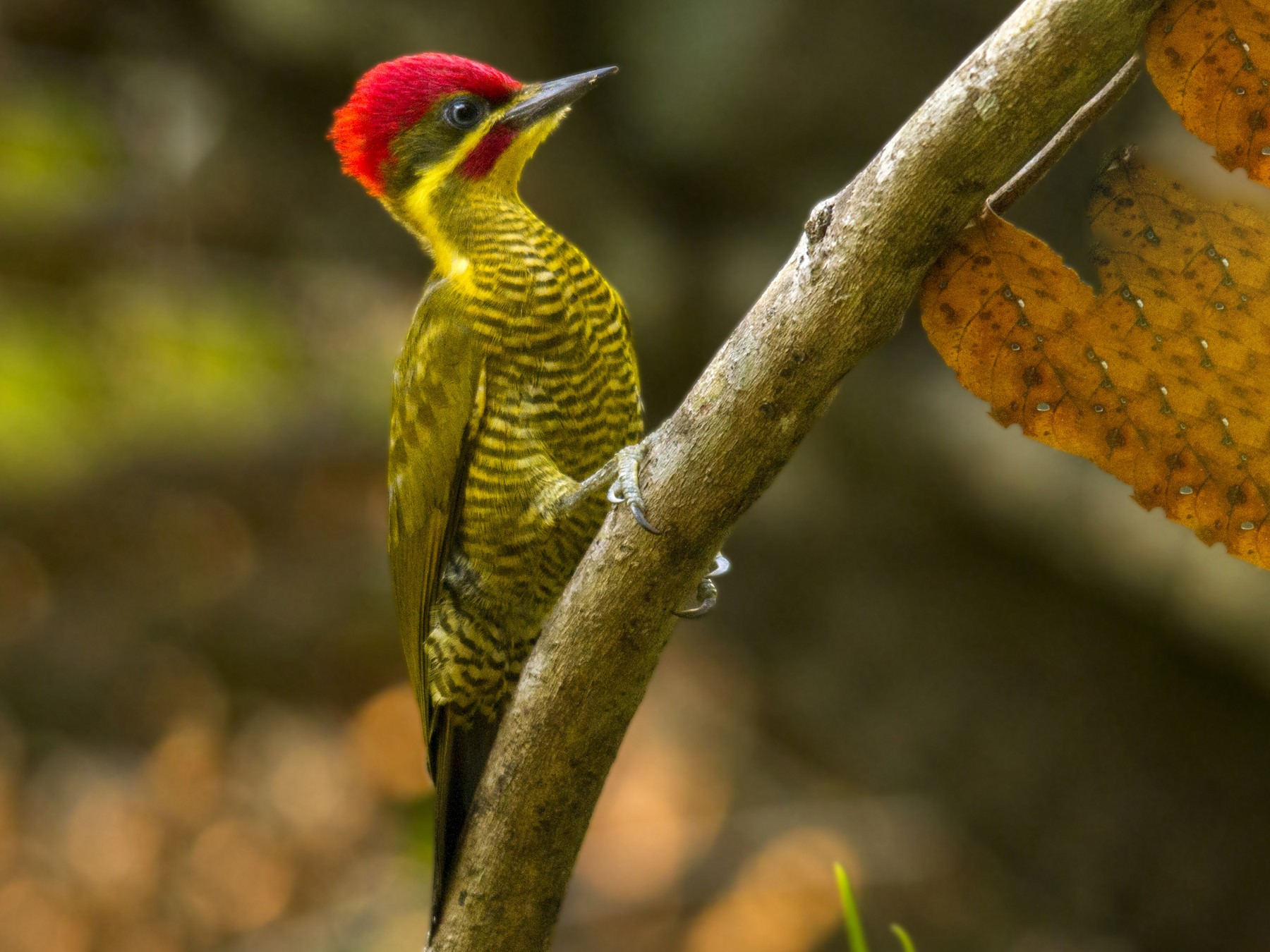 Golden-green Woodpecker - eBird