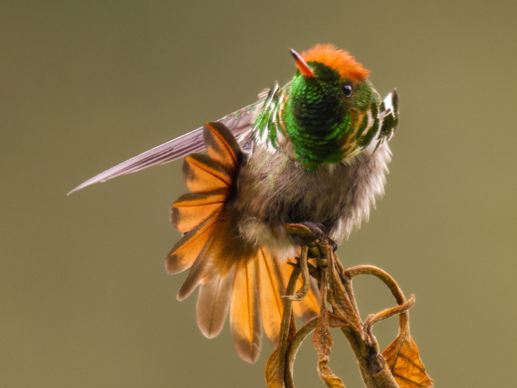 Frilled Coquette - eBird
