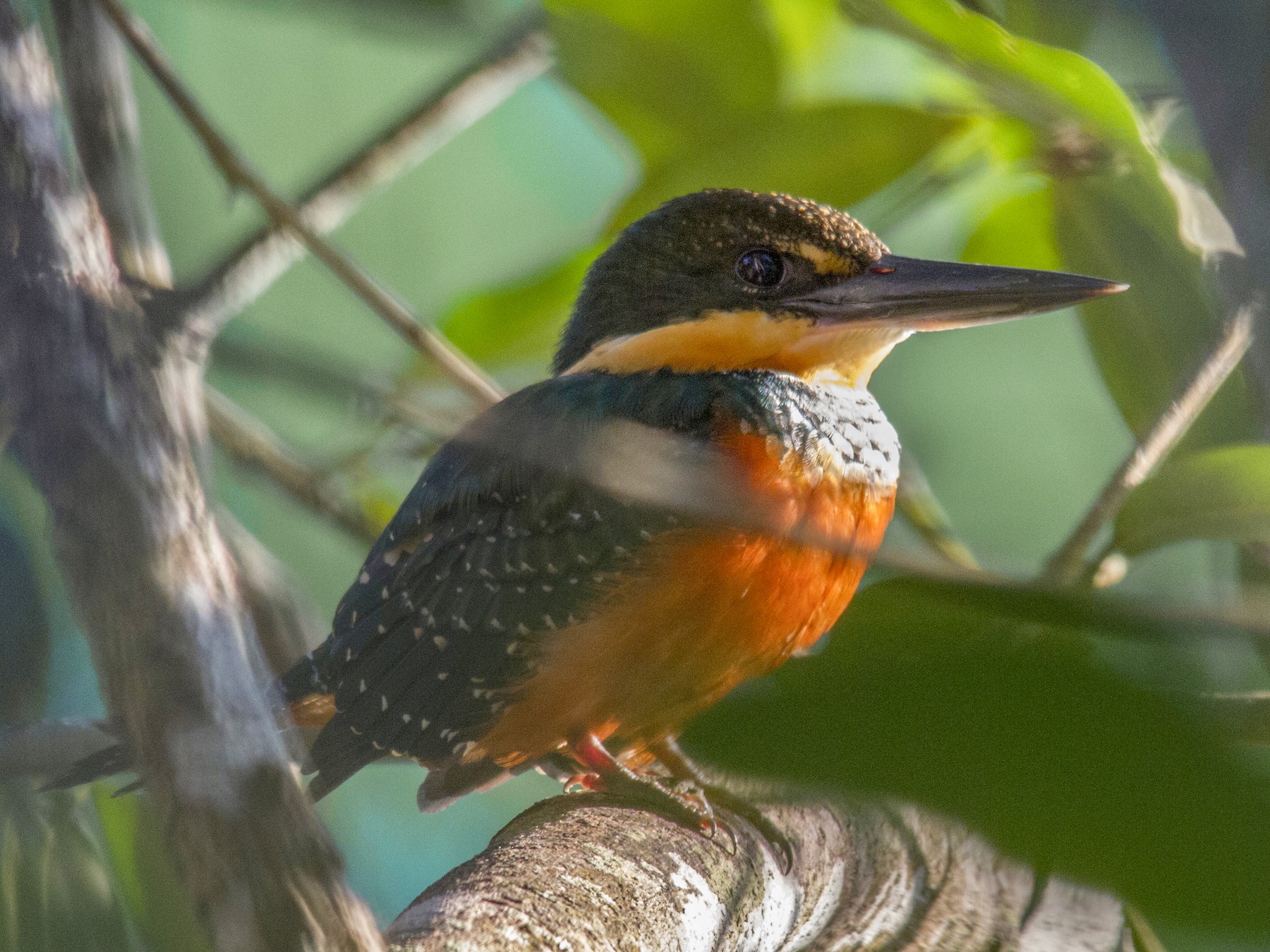 Green-and-rufous Kingfisher - eBird