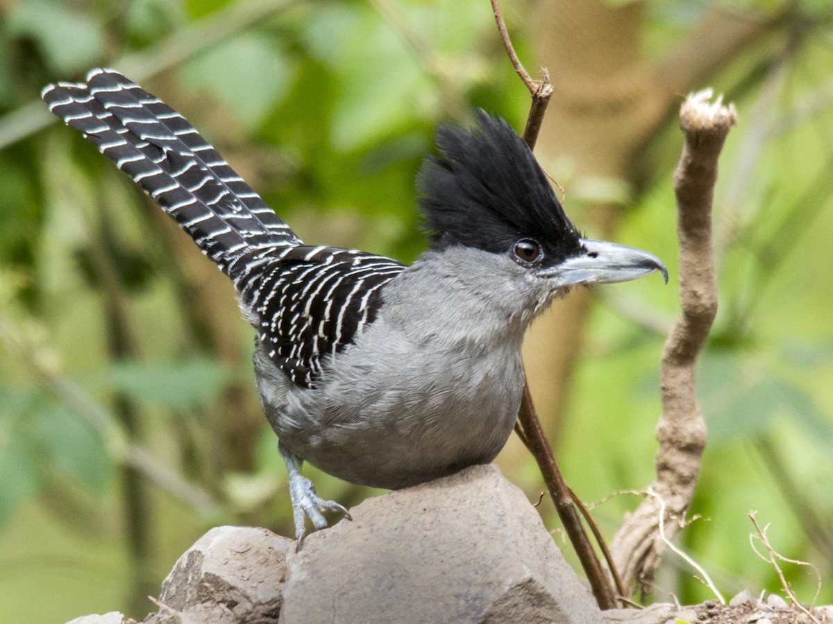 Giant Antshrike - Batara cinerea - Birds of the World