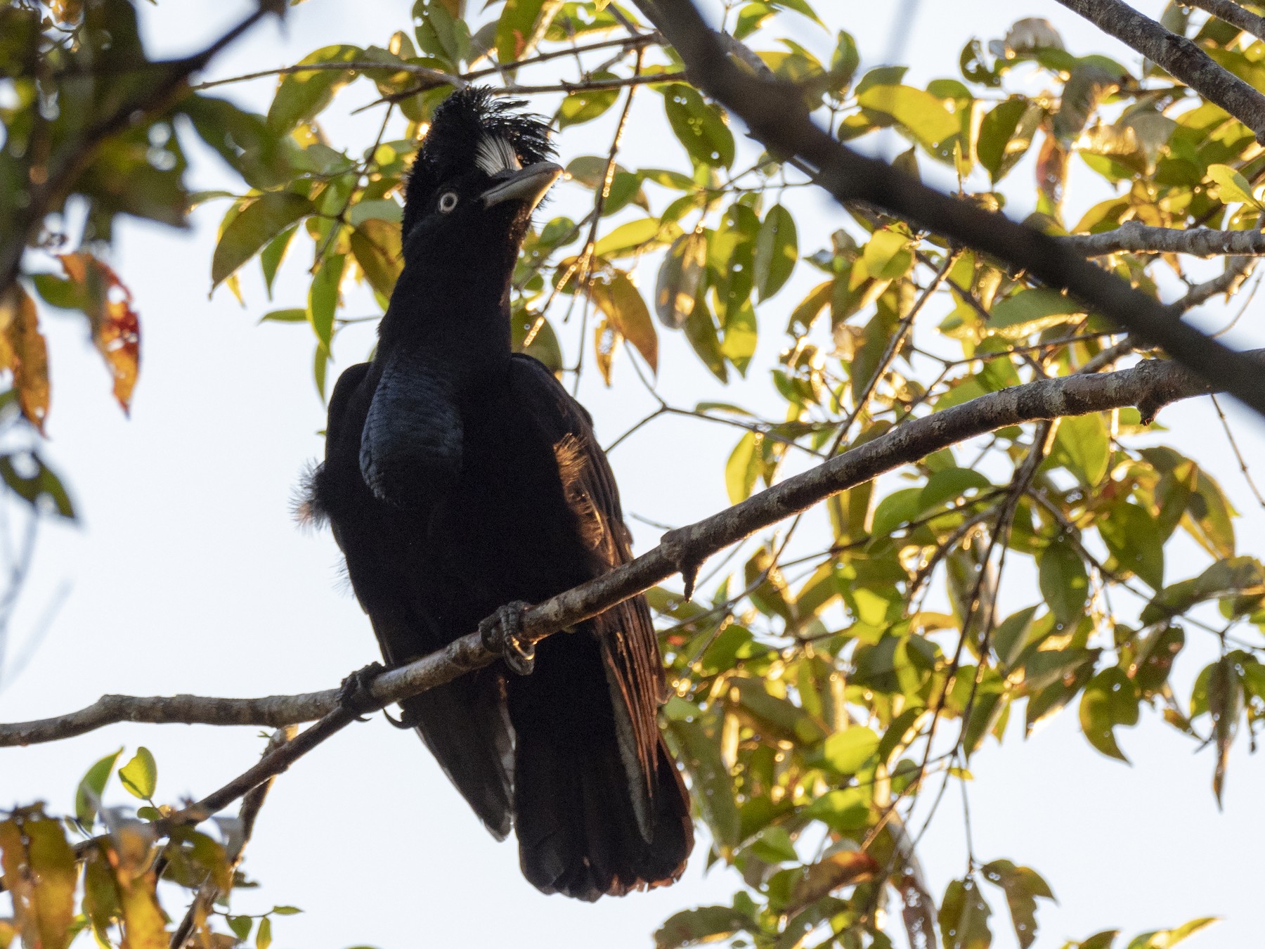 Amazonian Umbrellabird - eBird