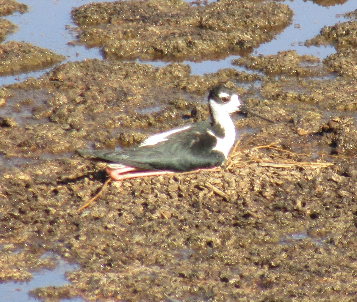 eBird Checklist - 19 Jun 2020 - Goldman Dairy Sludge Ponds - 8 species
