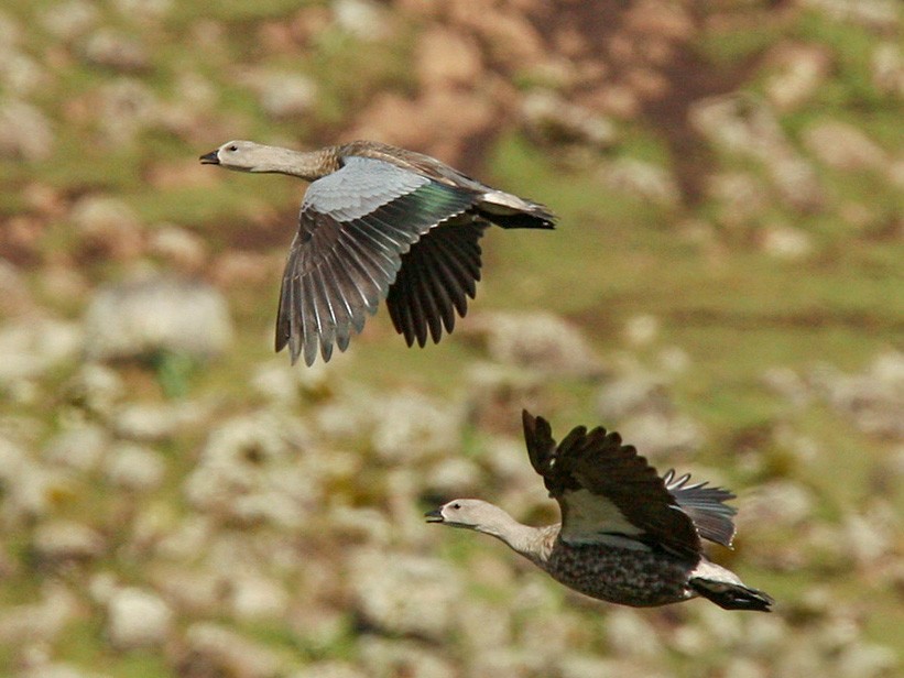 Blue-winged Goose - eBird