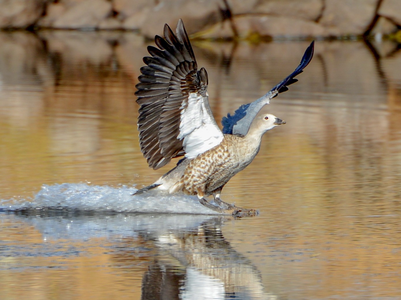 Blue-winged Goose - eBird