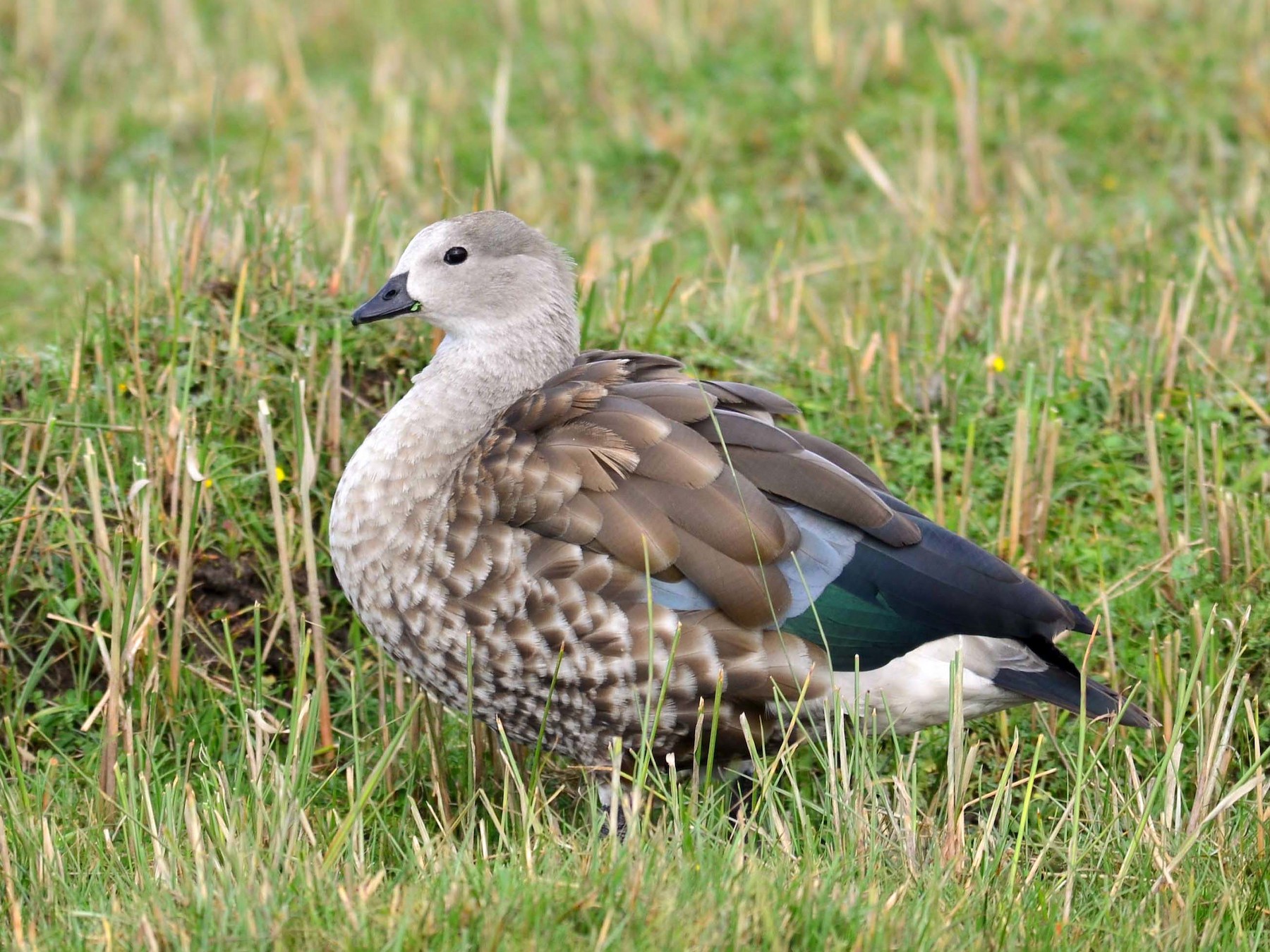 Blue-winged Goose - eBird