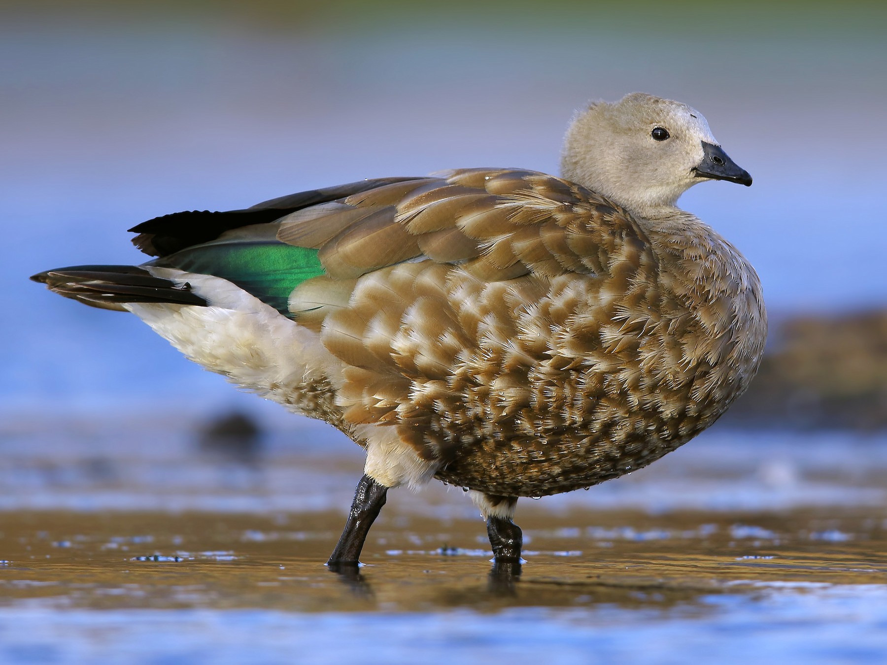 Blue-winged Goose - eBird