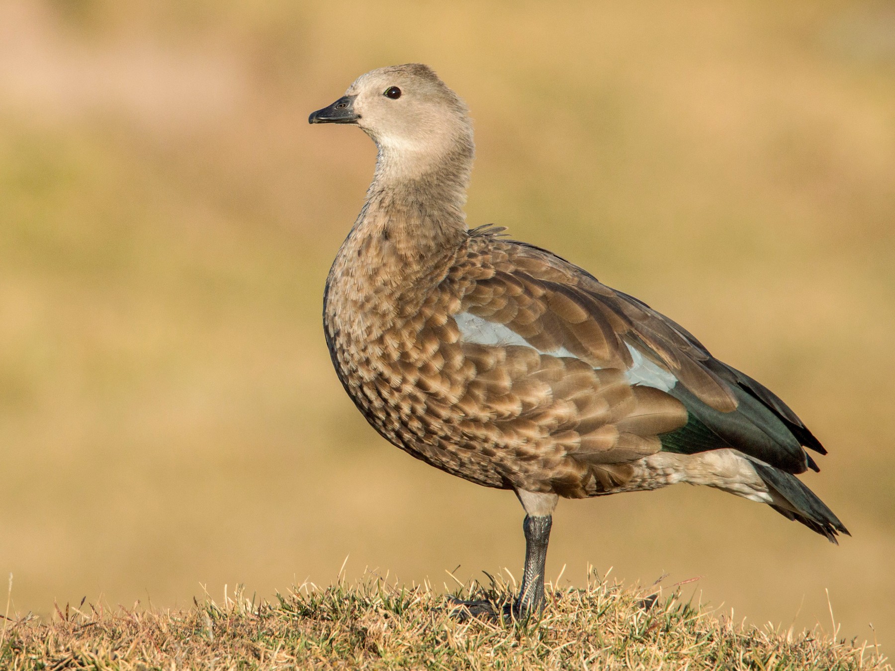 Blue-winged Goose - eBird