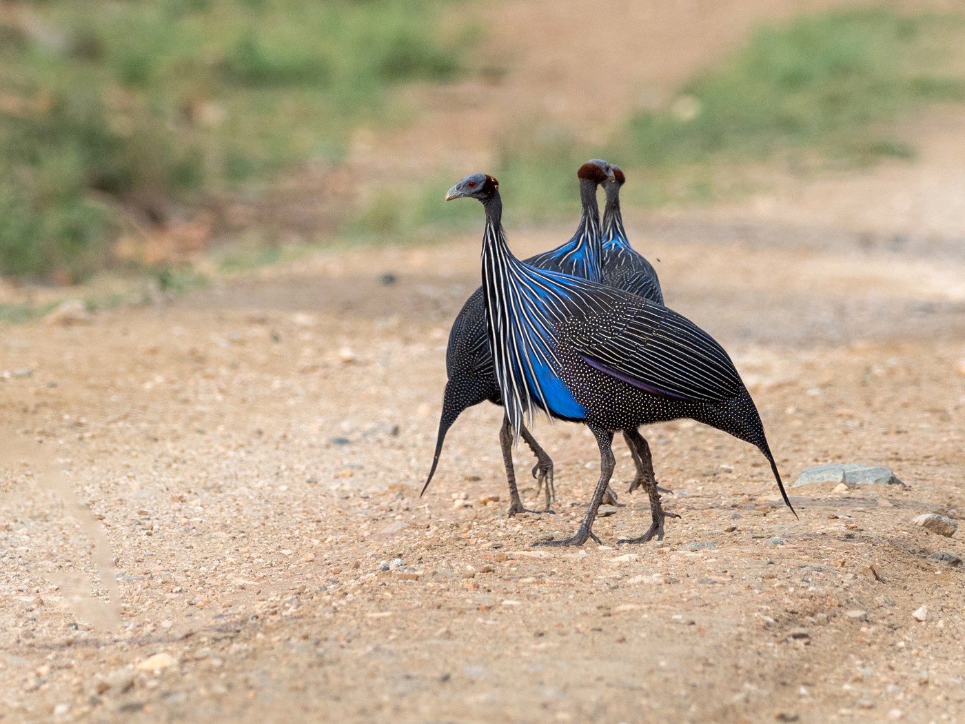 Vulturine Guineafowl - eBird