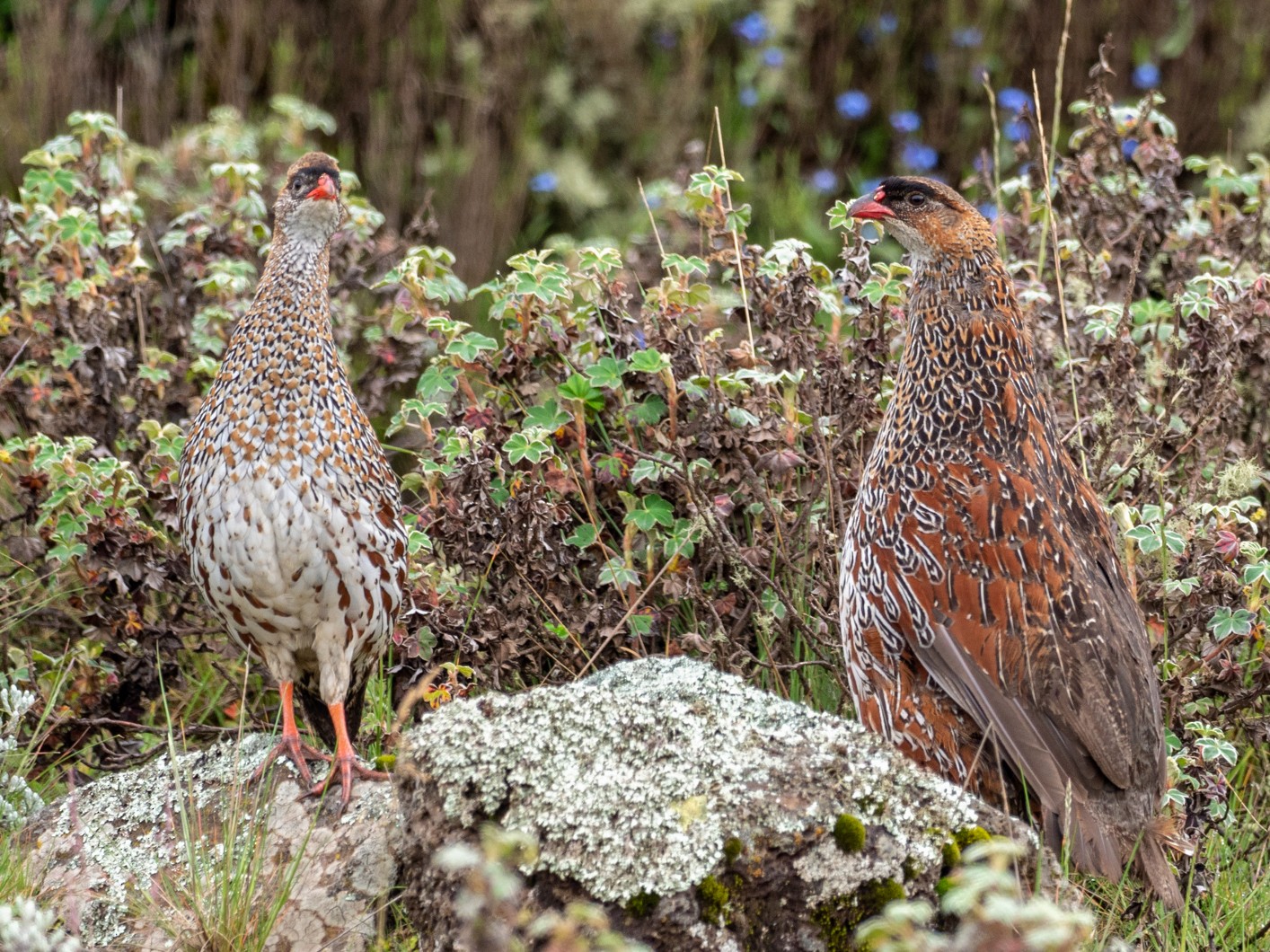 Chestnut-naped Francolin- - eBird