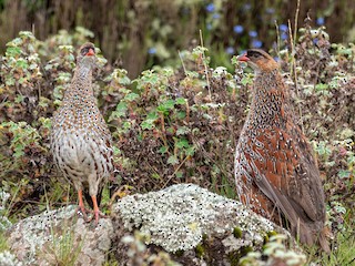 Chestnut-naped Spurfowl - eBird