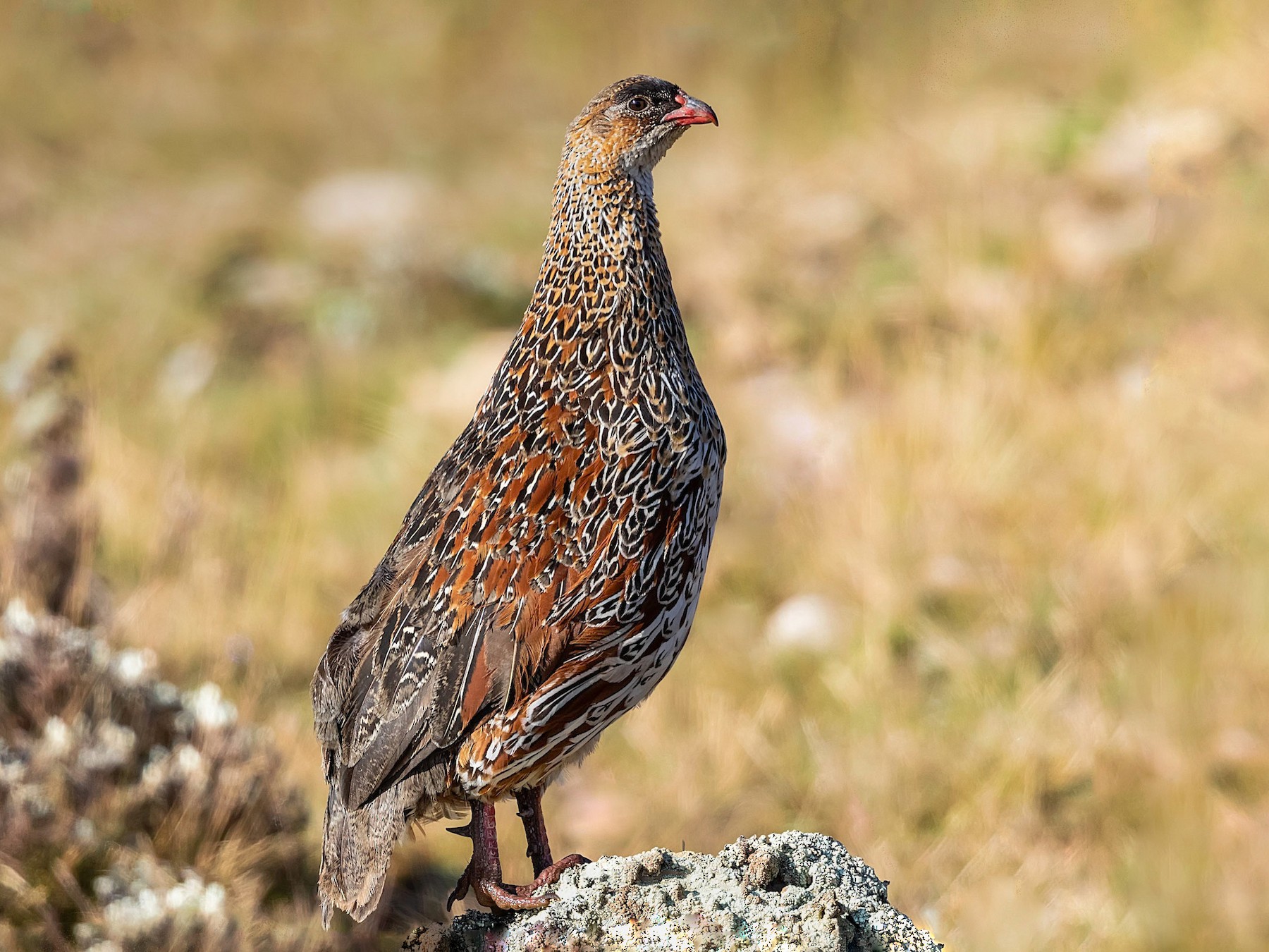 Chestnut-naped Francolin- - eBird