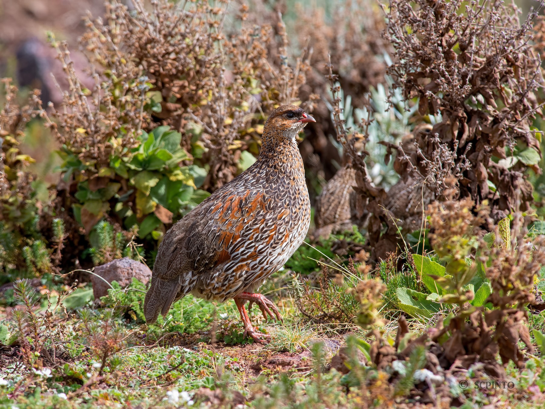 Francolín Cuellicastaño - eBird