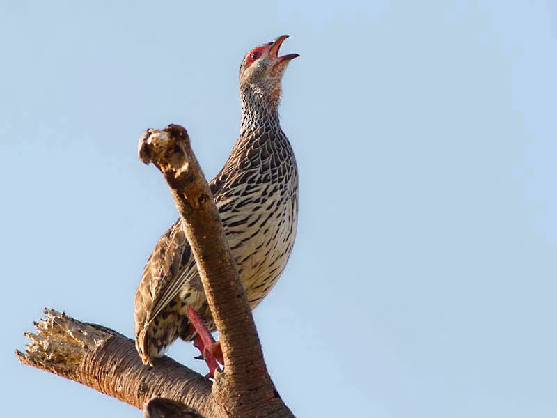 Clapperton's Spurfowl - eBird