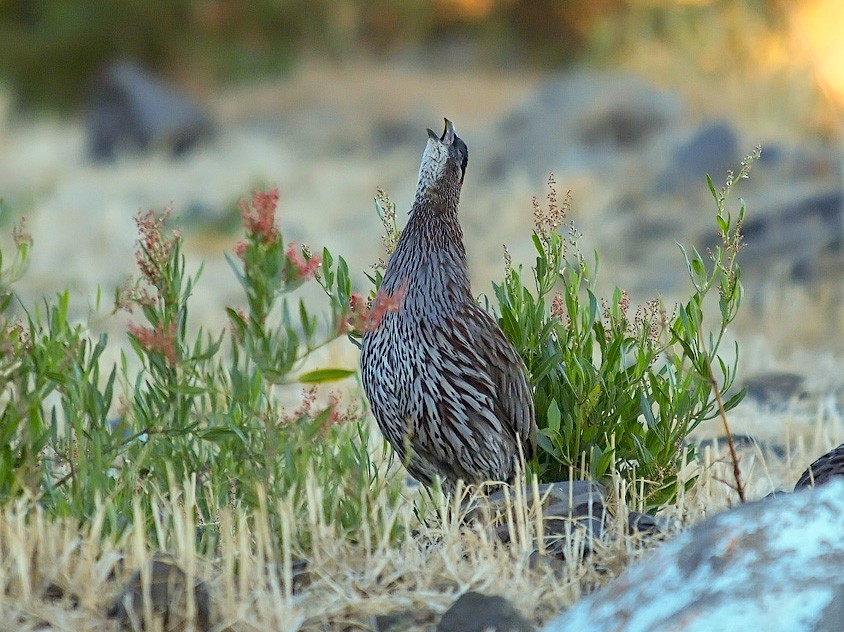Harwood's Spurfowl - eBird