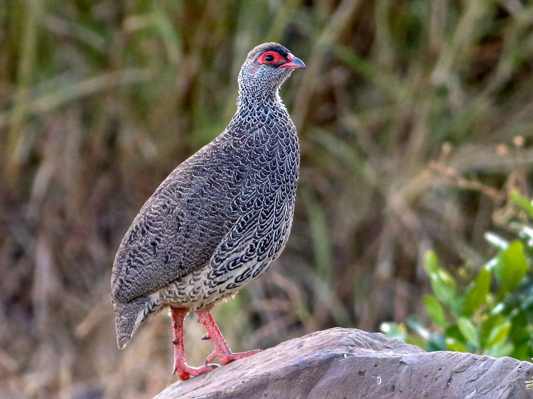 Harwood's Spurfowl - eBird