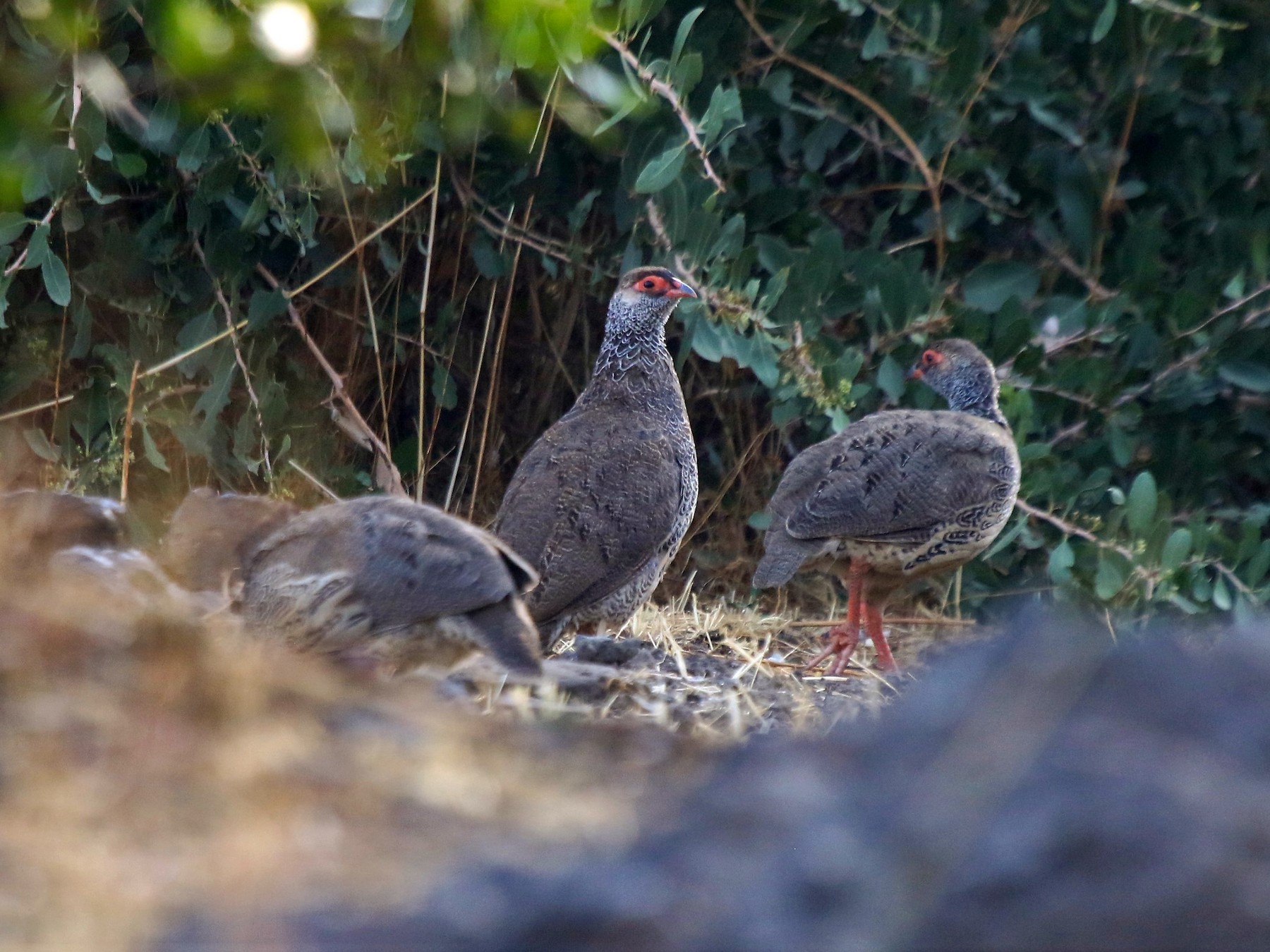 Harwood's Spurfowl - eBird