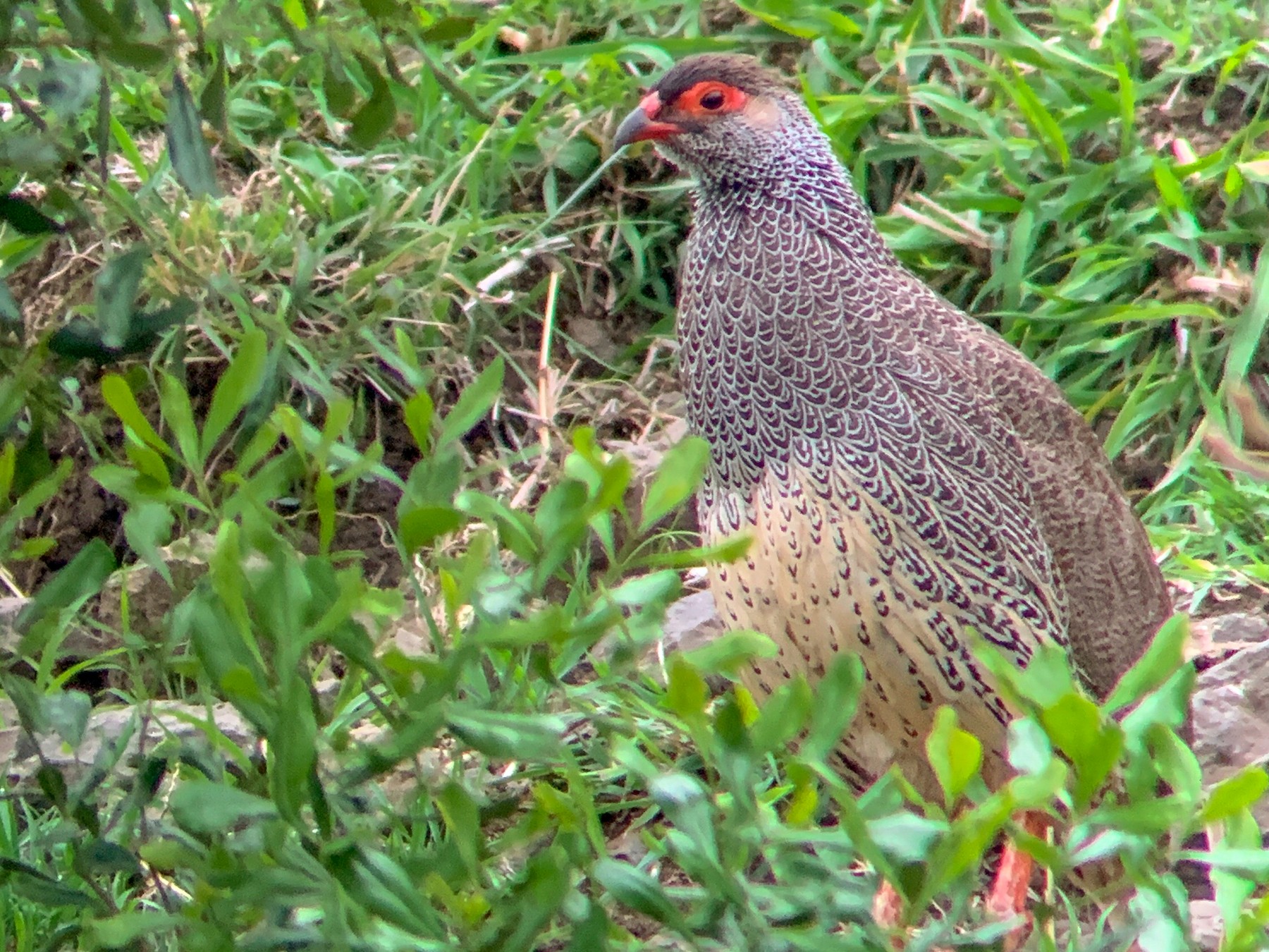Harwood's Spurfowl - eBird
