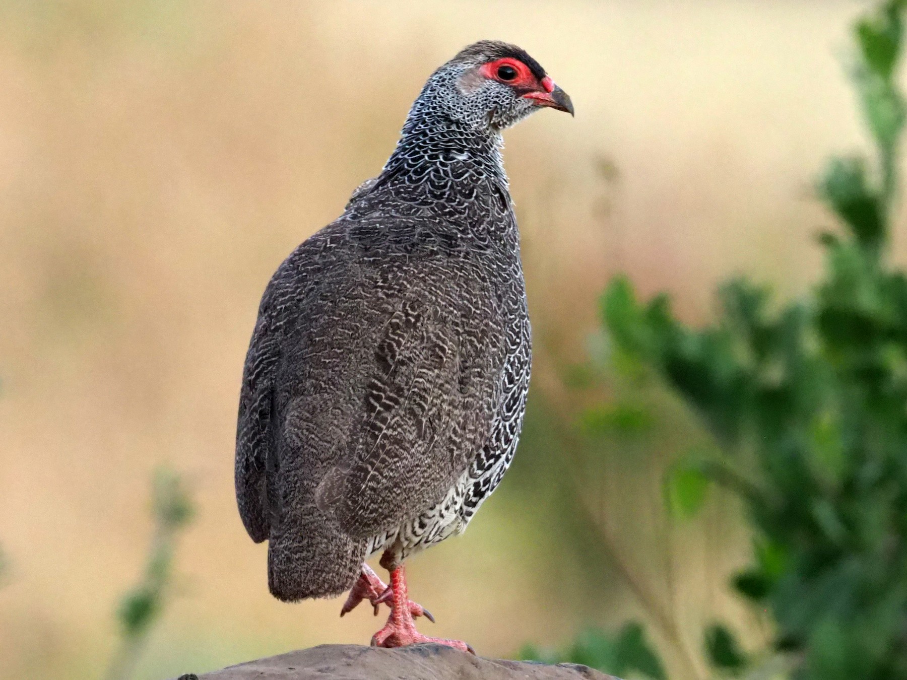 Harwood's Francolin - eBird