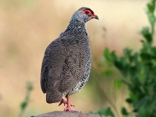 Harwood's Spurfowl - eBird