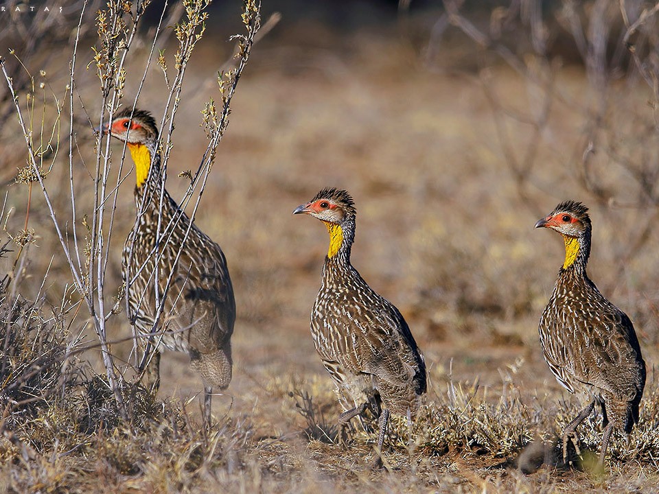 Yellow-necked Spurfowl - eBird