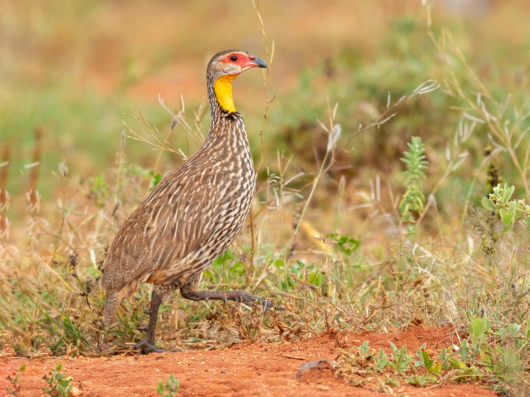 Yellow-necked Spurfowl - eBird