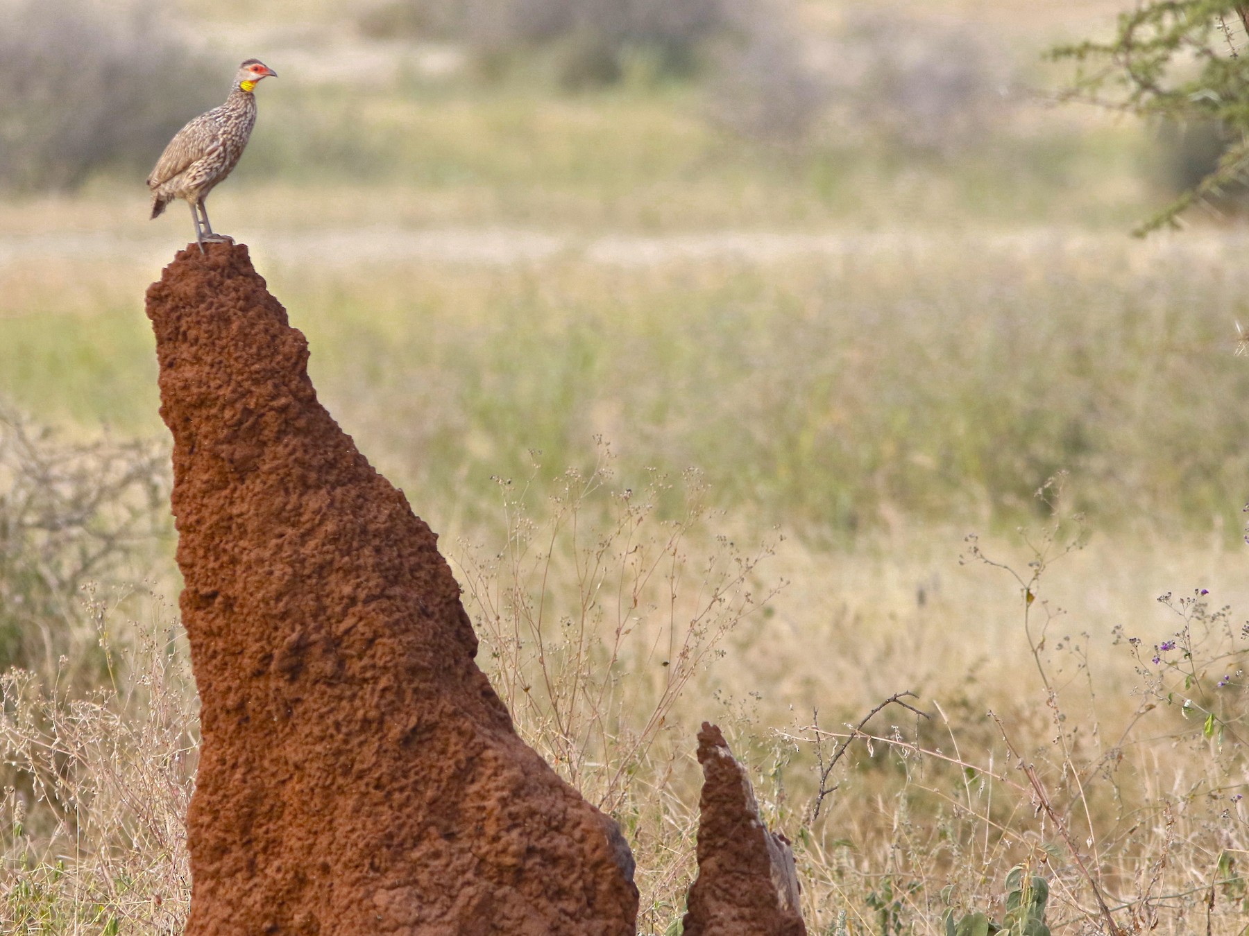 Yellow-necked Spurfowl - eBird