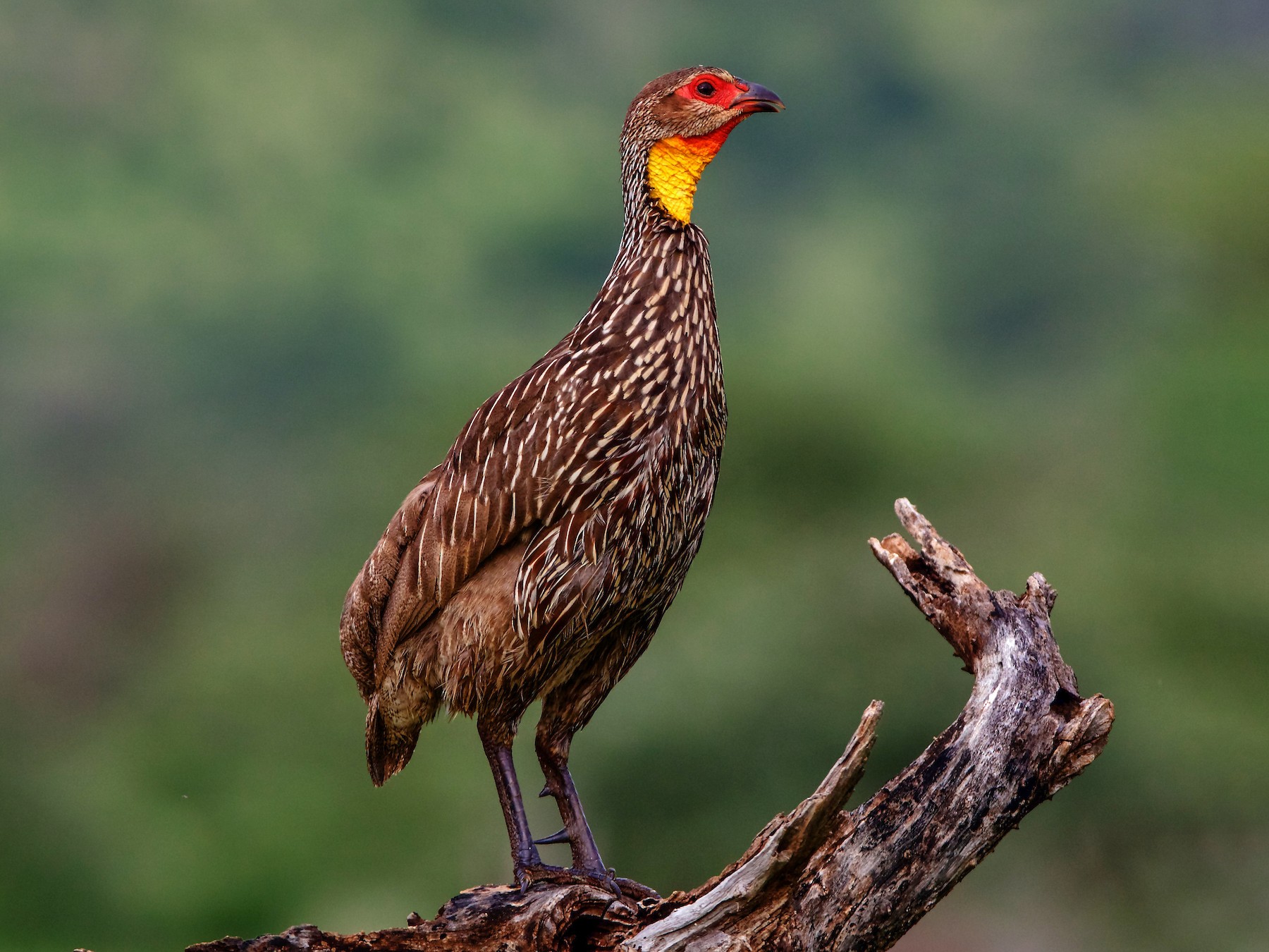 Yellow-necked Spurfowl - eBird