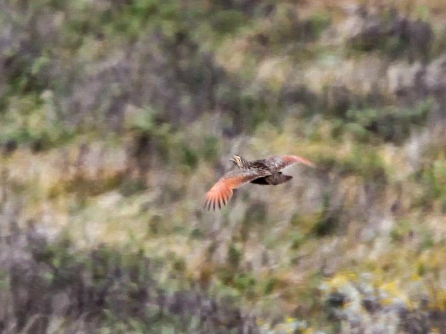 Flying Black Francolin