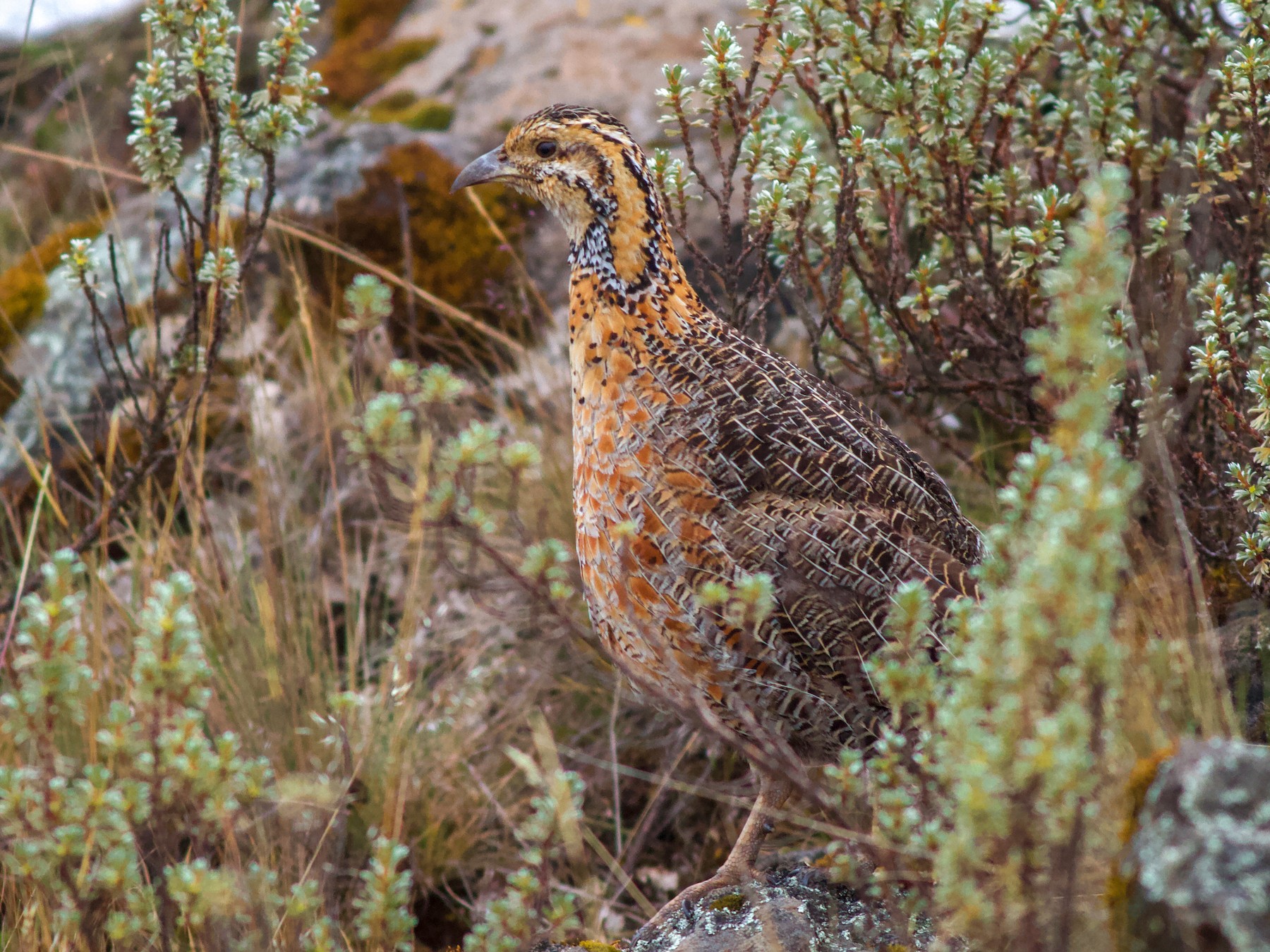 Elgon Francolin - eBird