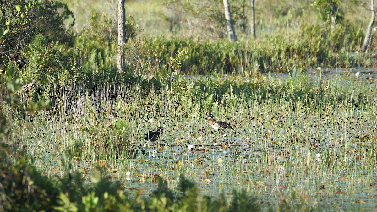 eBird Checklist - 19 Jun 2020 - Cary State Forest - 31 species