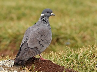 White-collared Pigeon - eBird