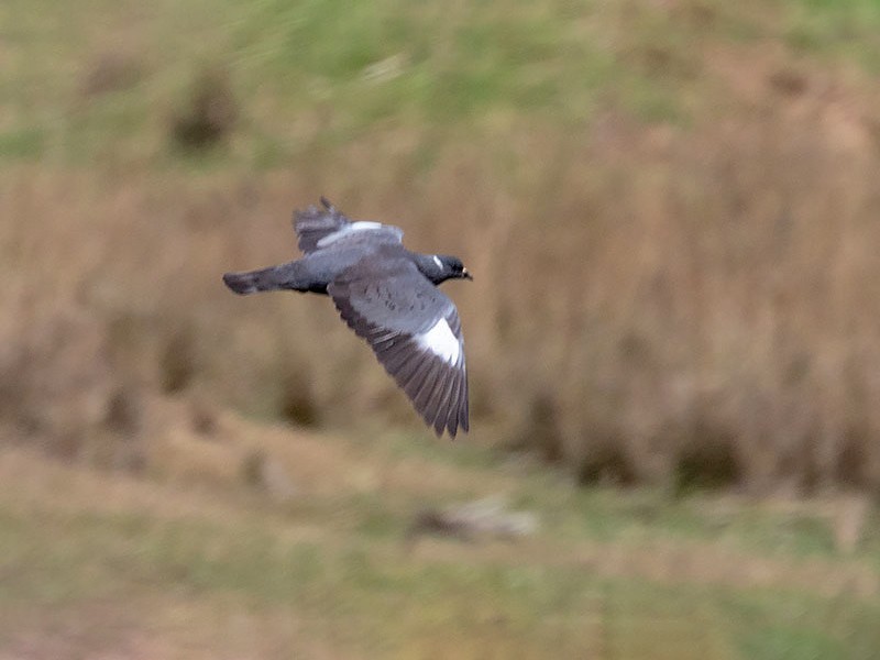 White-collared Pigeon - eBird