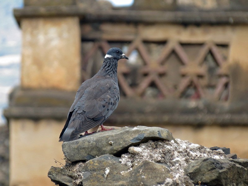 White-collared Pigeon - eBird
