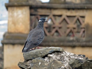 White-collared Pigeon - eBird