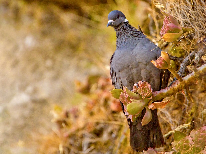 White-collared Pigeon - eBird