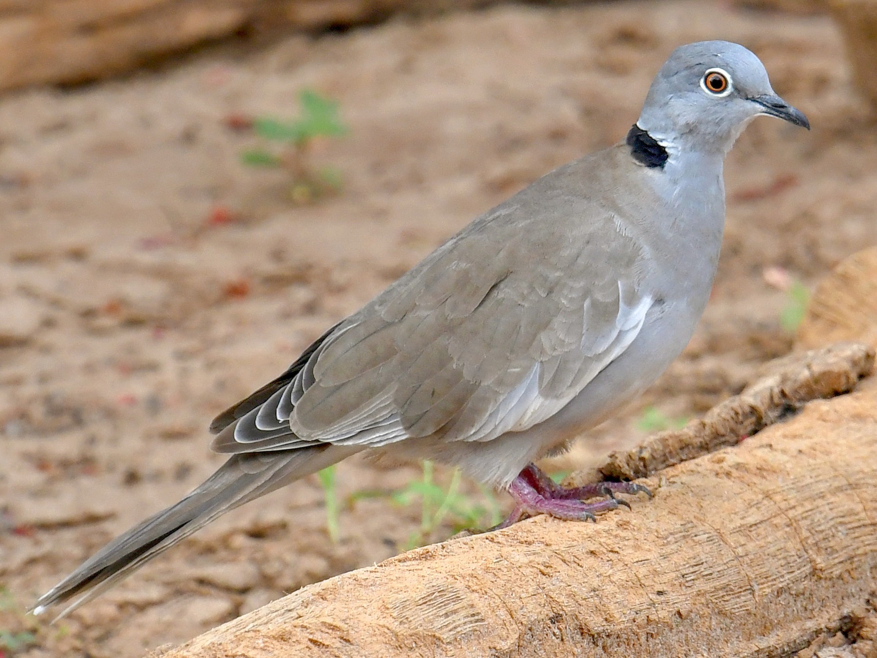 White-winged Collared-Dove - eBird