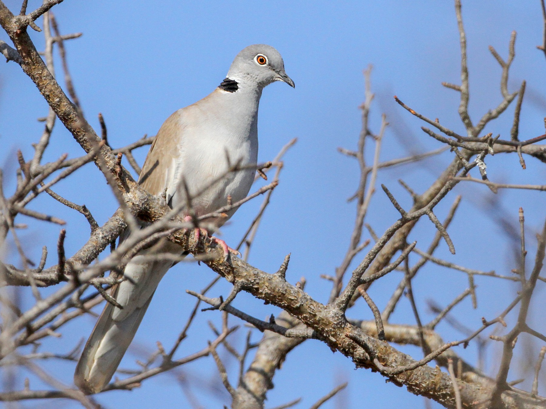 White-winged Collared-Dove - eBird