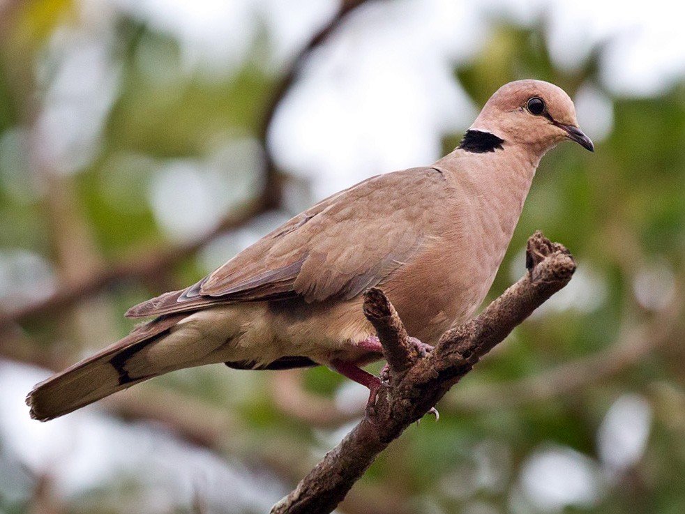 Vinaceous Dove - eBird