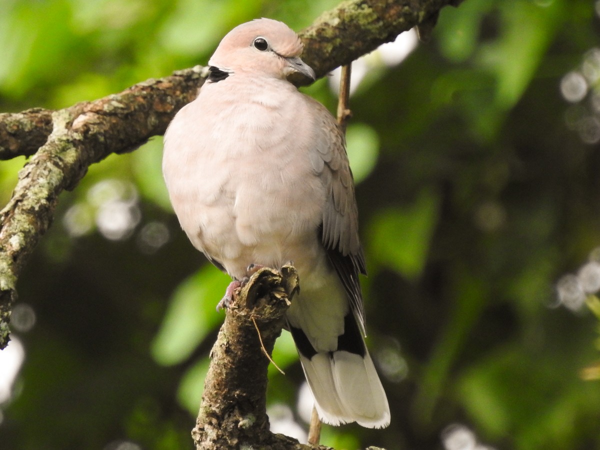 Vinaceous Dove - eBird
